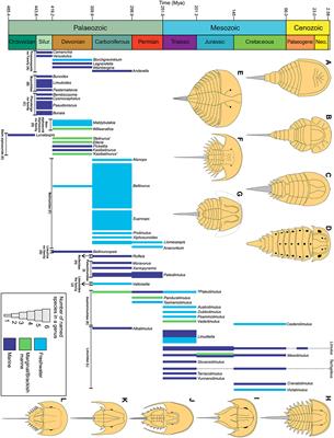 Frontiers | Pictorial Atlas of Fossil and Extant Horseshoe Crabs, With ...