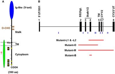 Frontiers | Functional Roles of the IgM Fc Receptor in the Immune System