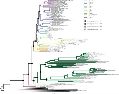 Phylogenetic Tree Of Life High Resolution