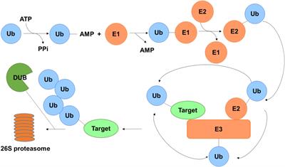 Frontiers | USP7: Novel Drug Target in Cancer Therapy