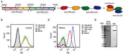 Frontiers | Therapeutic Bispecific T-Cell Engager Antibody Targeting ...