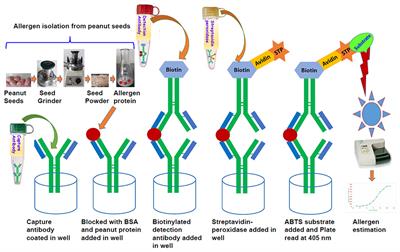 Frontiers | An Improved Enzyme-Linked Immunosorbent Assay (ELISA) Based ...