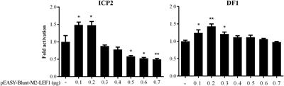 Frontiers | The Wnt/β-Catenin/LEF1 Pathway Promotes Cell Proliferation ...