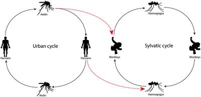 Monkey Life Cycle Diagram