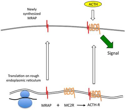 Frontiers | Stability and Turnover of the ACTH Receptor Complex