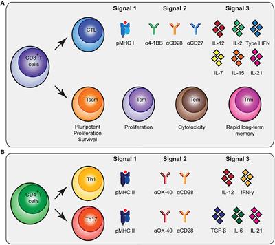 Frontiers | Biomaterial-Based Activation and Expansion of Tumor ...