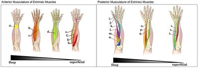 Frontiers | Differentiating Variations in Thumb Position From ...