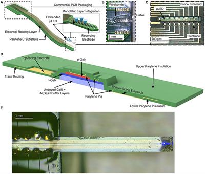 Frontiers | High Density, Double-Sided, Flexible Optoelectronic Neural ...