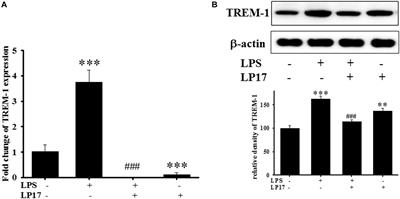 Frontiers | Therapeutic Effect of Modulating TREM-1 via Anti ...