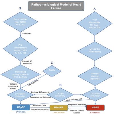 Frontiers | Novel Mechanisms in Heart Failure With Preserved, Midrange ...
