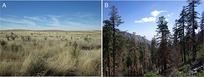 Frontiers | Scaling and Complexity in Landscape Ecology
