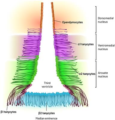 Frontiers | Tanycytes and the Control of Thyrotropin-Releasing Hormone ...