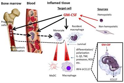 Frontiers | GM-CSF-Dependent Inflammatory Pathways