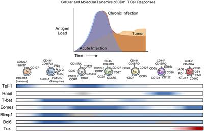 Frontiers | Striking a Balance—Cellular and Molecular Drivers of Memory ...