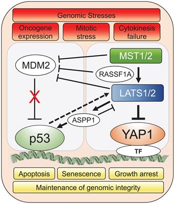 Frontiers | Reciprocal Crosstalk Between YAP1/Hippo Pathway and the p53 ...