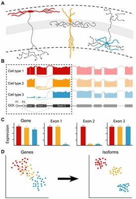 Frontiers | Deep Survey of GABAergic Interneurons: Emerging Insights ...