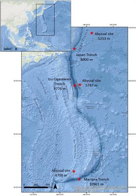 Frontiers | Viral Infections Boost Prokaryotic Biomass Production and ...