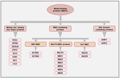Frontiers | DNA Methylation Readers and Cancer: Mechanistic and ...