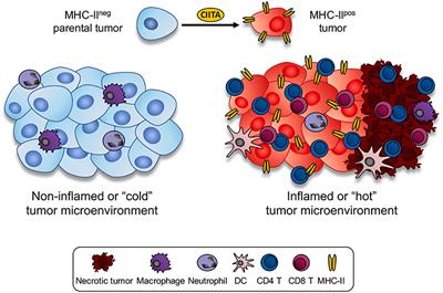 Frontiers | CIITA-Driven MHC Class II Expressing Tumor Cells as Antigen ...