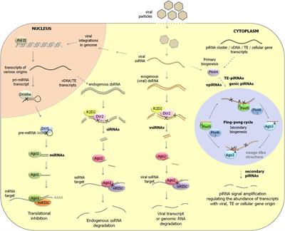 Frontiers | Arboviruses and the Challenge to Establish Systemic and ...
