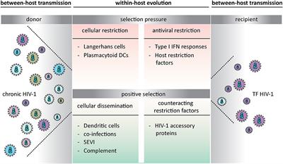 Frontiers | Negative and Positive Selection Pressure During Sexual ...