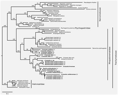 Frontiers | “Little Red Jellies” in Monterey Bay, California (Cnidaria ...