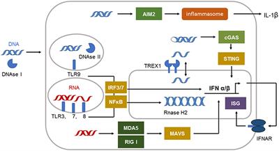 Frontiers | Nucleic Acid Immunity in the Pathogenesis of Cutaneous ...