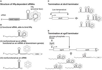 Frontiers | Regulation of Transcription Termination of Small RNAs and ...