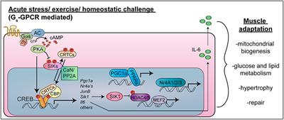 Frontiers | Anabolic and Pro-metabolic Functions of CREB-CRTC in ...