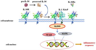 Frontiers | Biology of IL-36 Signaling and Its Role in Systemic ...