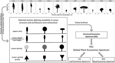 Frontiers | Time for a Plant Structural Economics Spectrum