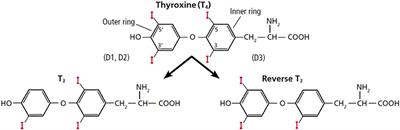 Frontiers | Can Reverse T3 Assay Be Employed to Guide T4 vs. T4/T3 ...