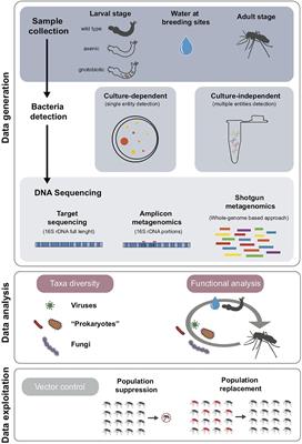 Frontiers | Aedes spp. and Their Microbiota: A Review