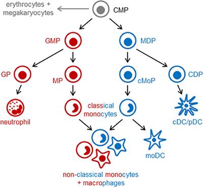 Frontiers | The Ontogeny of Monocyte Subsets