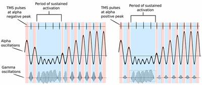 Frontiers | Can Oscillatory Alpha-Gamma Phase-Amplitude Coupling be ...