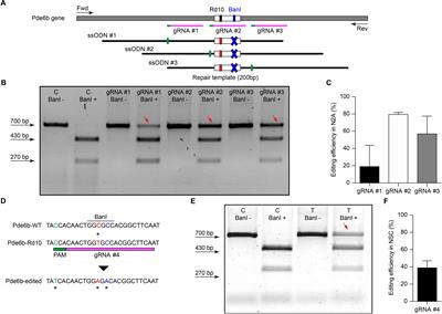 Frontiers | Gene Editing Preserves Visual Functions in a Mouse Model of ...