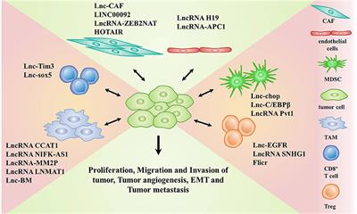 Frontiers | Long Non-coding RNAs as Communicators and Mediators Between ...