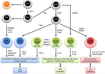 Frontiers | Context Dependent Role of Type 2 Innate Lymphoid Cells in ...