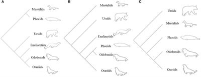 Frontiers | A Total Evidence Phylogenetic Analysis of Pinniped ...
