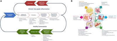 Frontiers | Current and Future Nutritional Strategies to Modulate ...