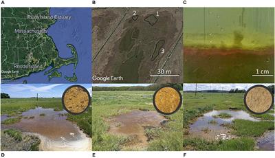 Frontiers | Shallow Salt Marsh Tidal Ponds–An Environment With Extreme ...