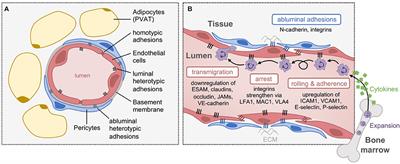 Frontiers | Immunological Regulation of Vascular Inflammation During ...
