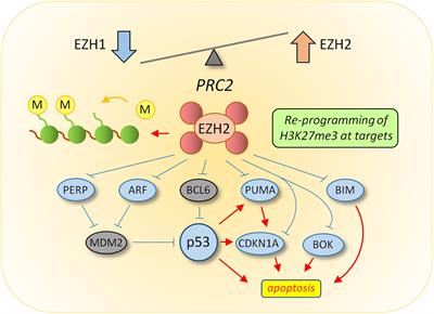 Frontiers | Epigenetic Reprogramming and Emerging Epigenetic Therapies ...