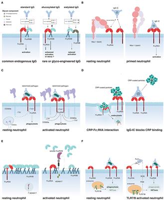 Frontiers | Expression, Role, and Regulation of Neutrophil Fcγ Receptors