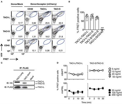 Frontiers | Corrigendum: TACI Isoforms Regulate Ligand Binding and ...