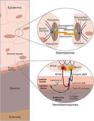 Frontiers | Serological Diagnosis of Autoimmune Bullous Skin Diseases