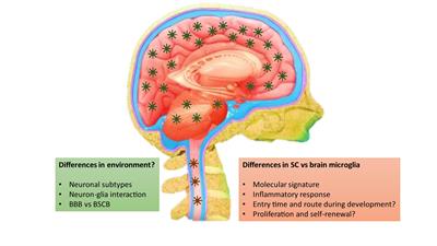 Frontiers | Differences of Microglia in the Brain and the Spinal Cord