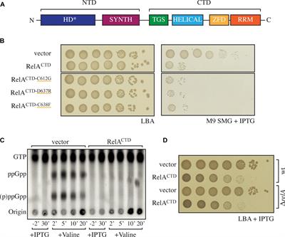 Frontiers | Intramolecular Interactions Dominate the Autoregulation of ...
