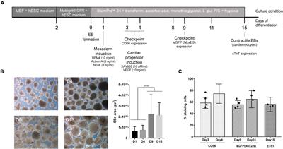 Frontiers | Secretome Analysis Performed During in vitro Cardiac ...