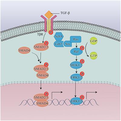 Frontiers | EMT-Mediated Acquired EGFR-TKI Resistance in NSCLC ...